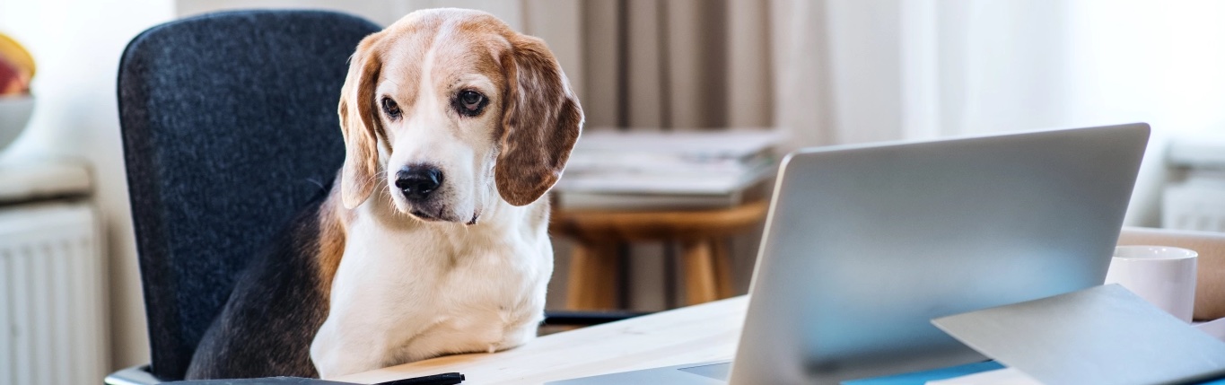 11 Insanely Cool Dog Gadgets You Didn’t Know You Needed – Life'd